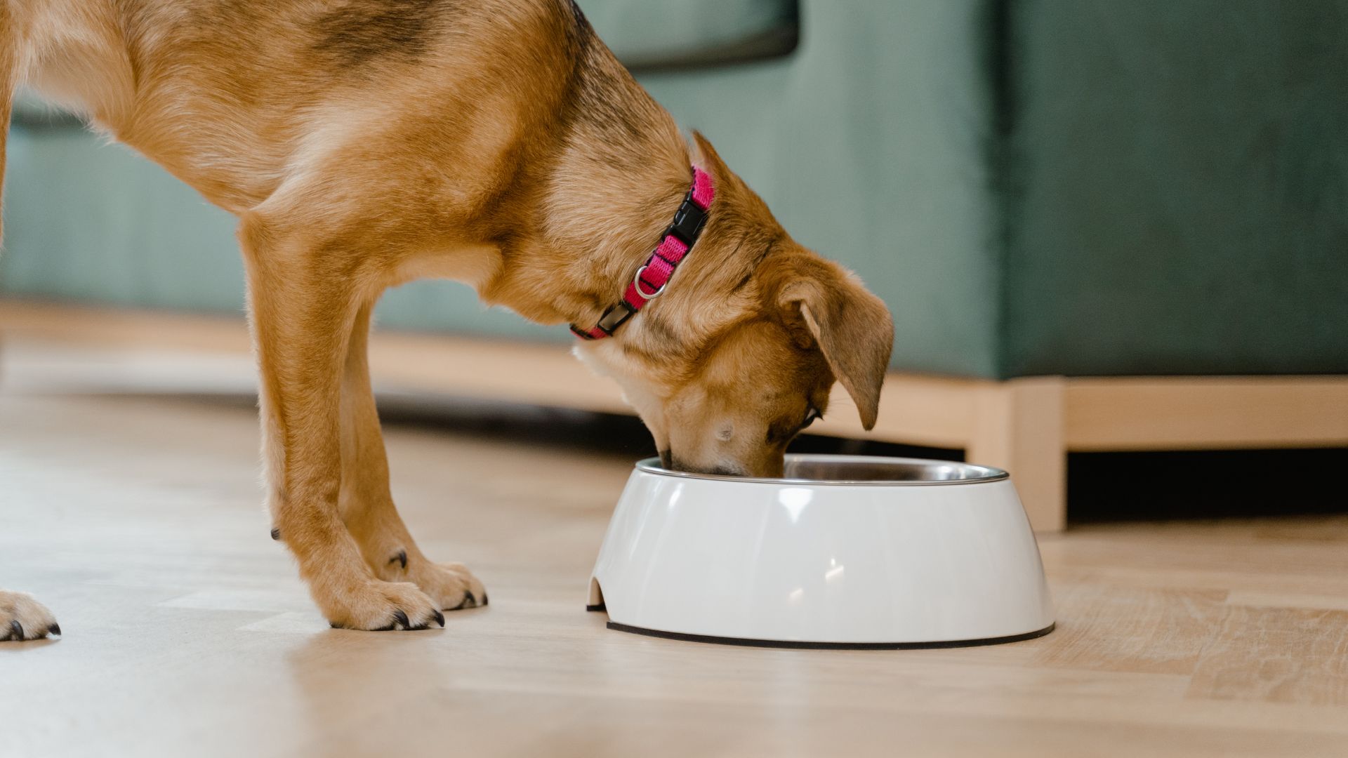 Quel lien y a-t-il entre l'alimentation et le pelage ? - Wolfood