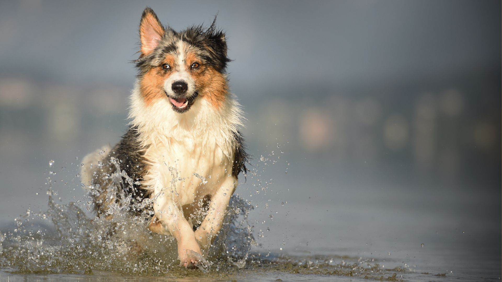 Coup de chaleur - Wolfood