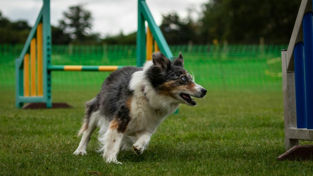 Les possibles bienfaits de l'agility | WOLFOOD