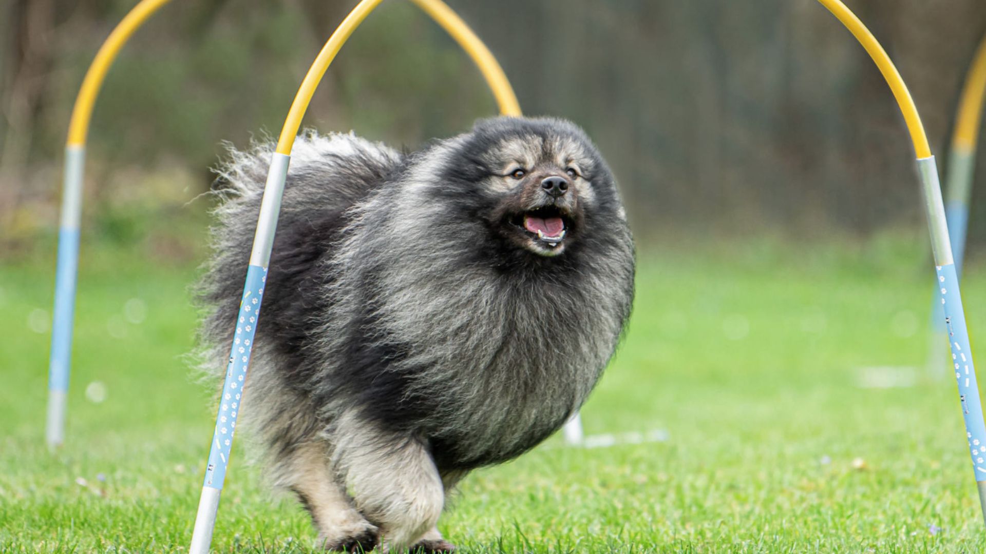 Les possibles bienfaits de l'agility | WOLFOOD