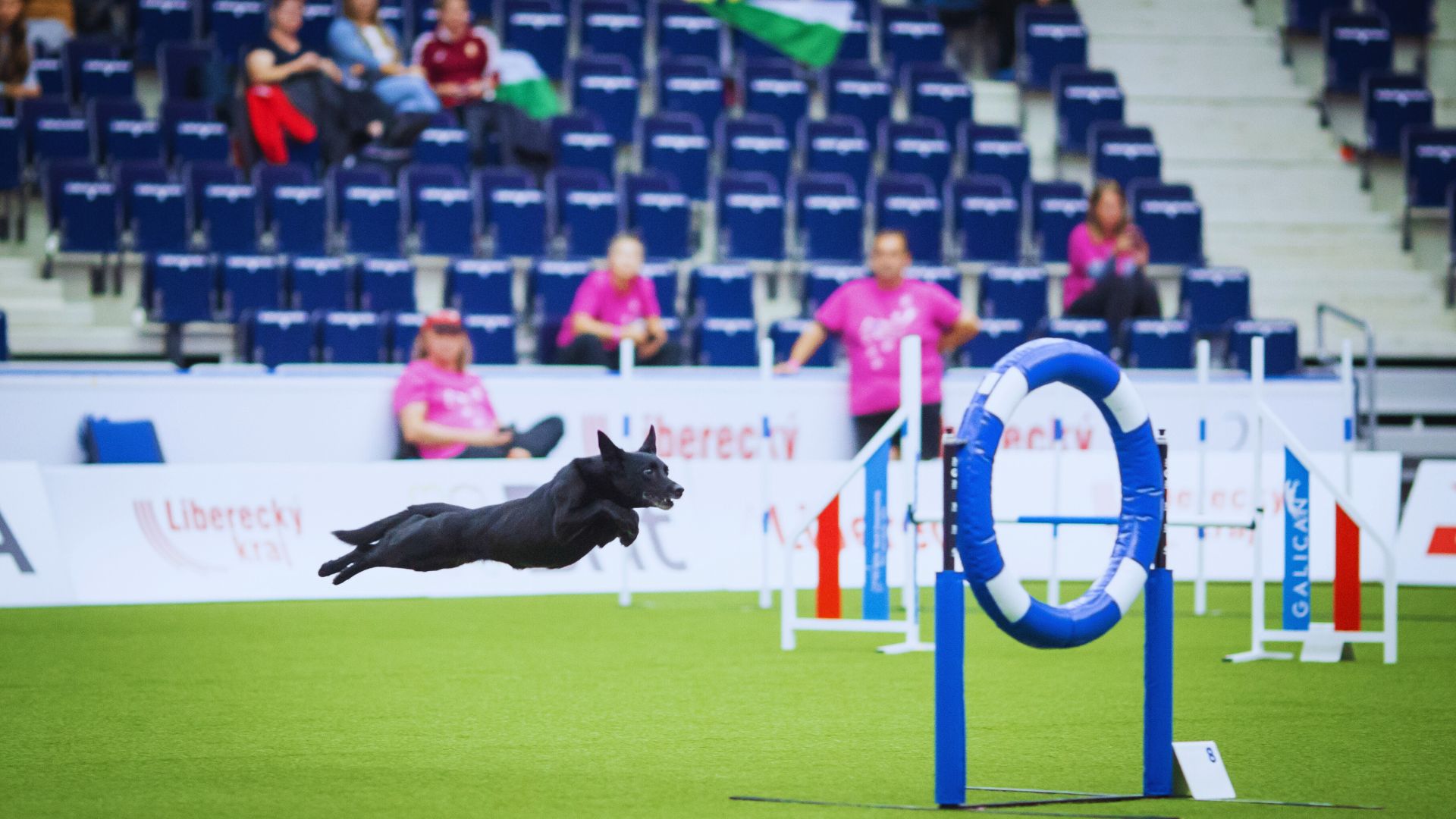 Comment apprendre l'agility à son chien ? | WOLFOOD